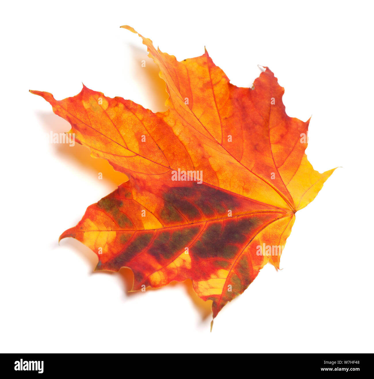 Autumn multicolor maple-leaf. Isolated on white background Stock Photo ...