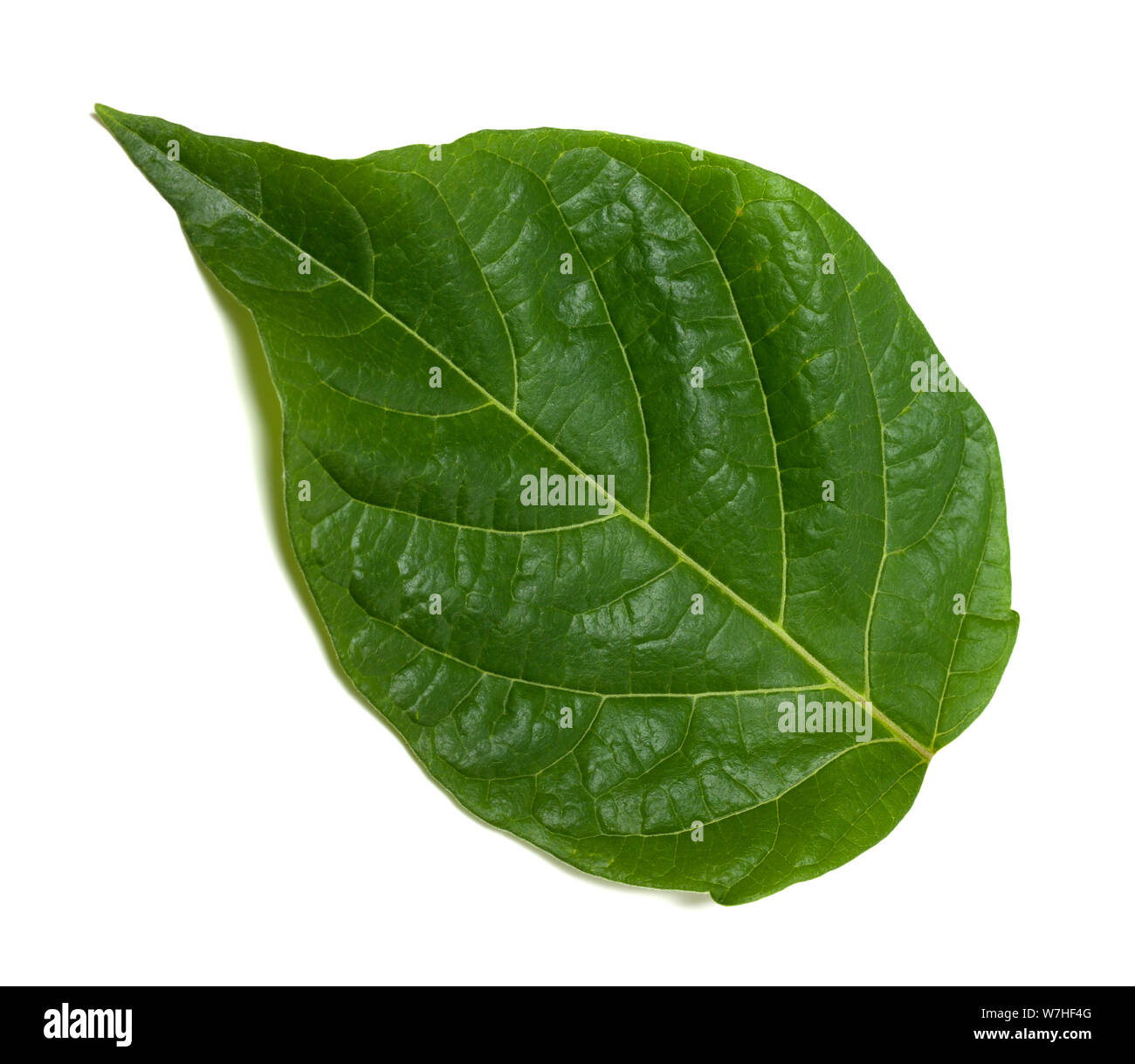 Spring green leaf isolated on white background Stock Photo - Alamy