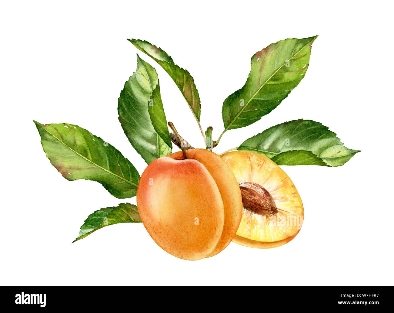 Realistic botanical watercolor illustration apricot fruit leaves ...