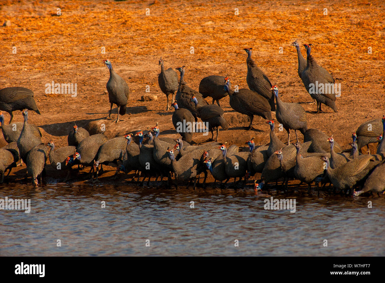 Flock of Guinea Fowl drinking at Chudob waterhole, Etosha National Park ...