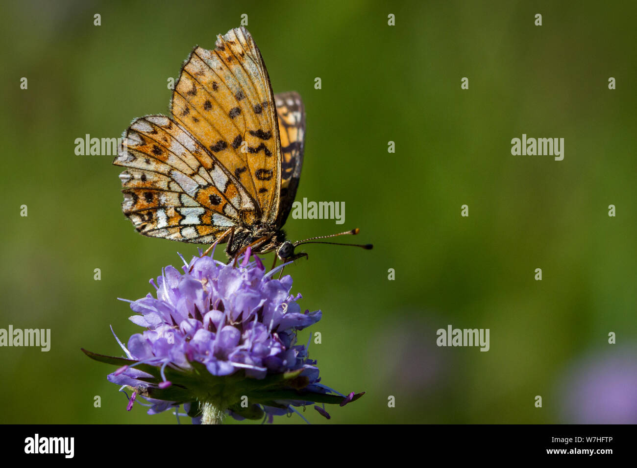 Lepidoptera Boloria selene (small pearl-bordered fritillary butterfly ...