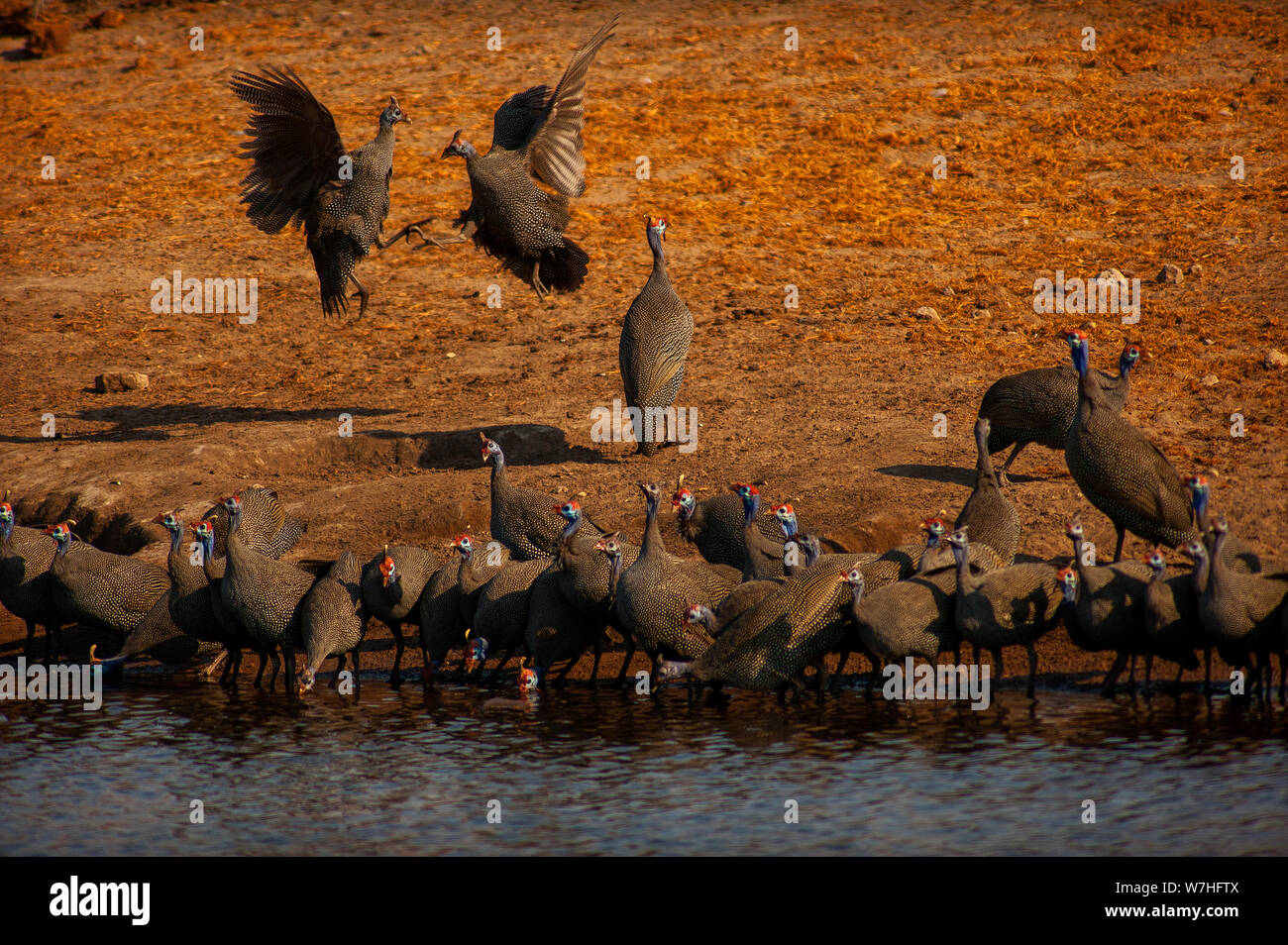 Flock of Guinea Fowl drinking at Chudob waterhole, Etosha National Park ...