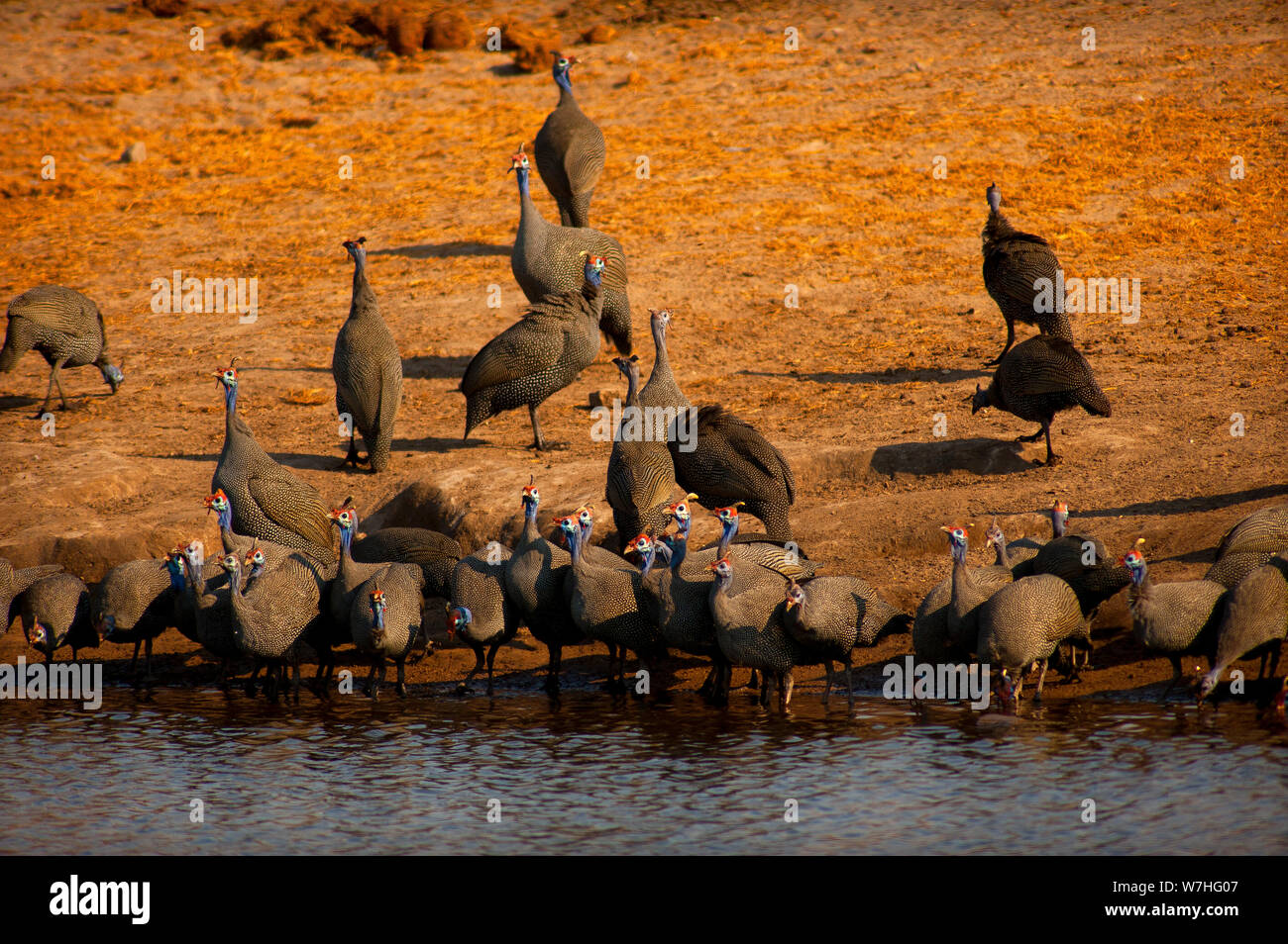 Flock of Guinea Fowl drinking at Chudob waterhole, Etosha National Park ...