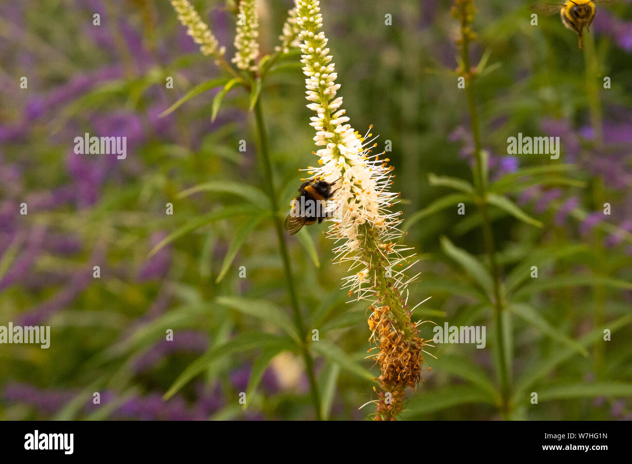 Bumble Bee (Rhombus) collecting pollen in the garden Stock Photo - Alamy