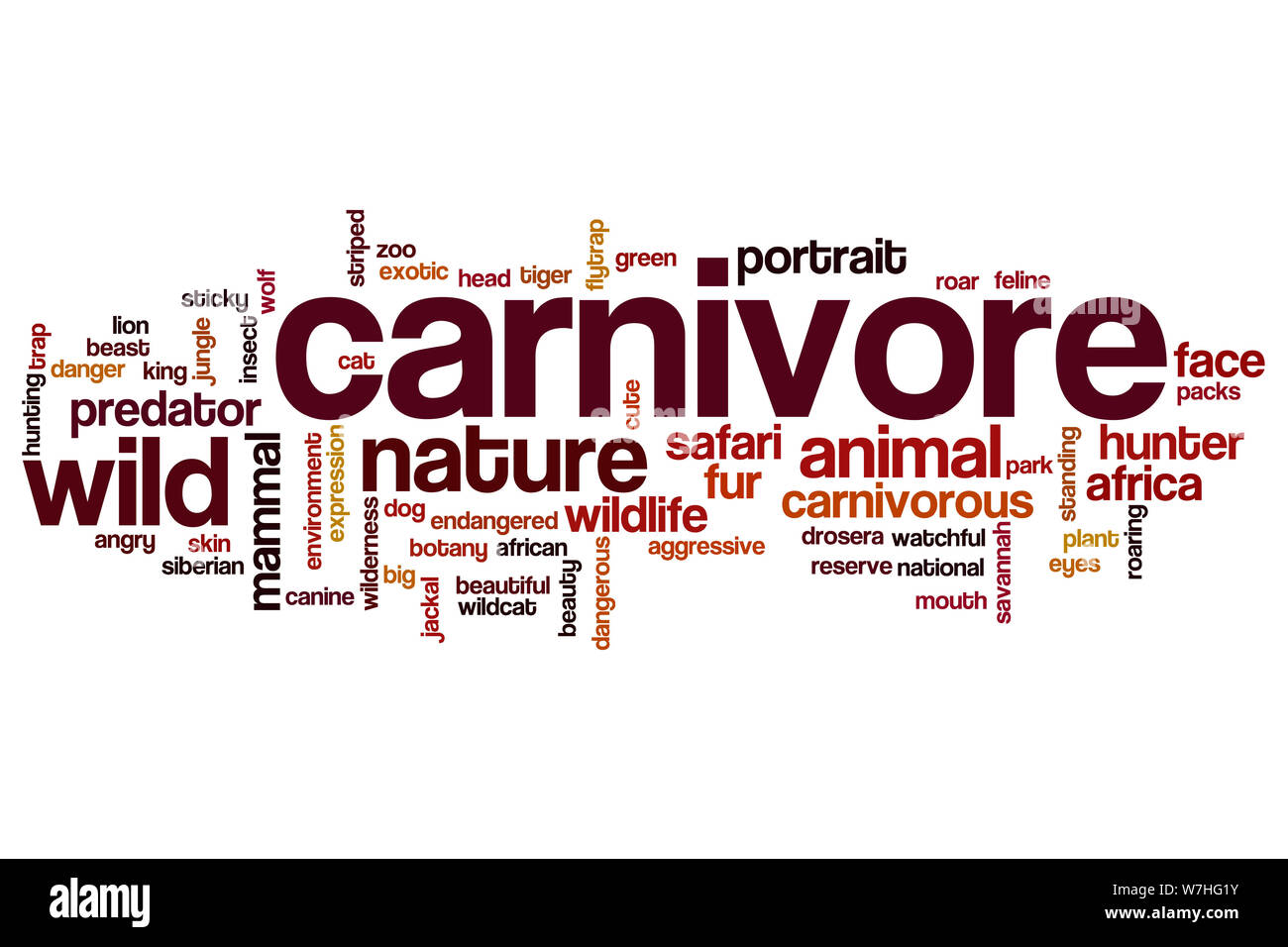 Carnivore word cloud concept Stock Photo - Alamy
