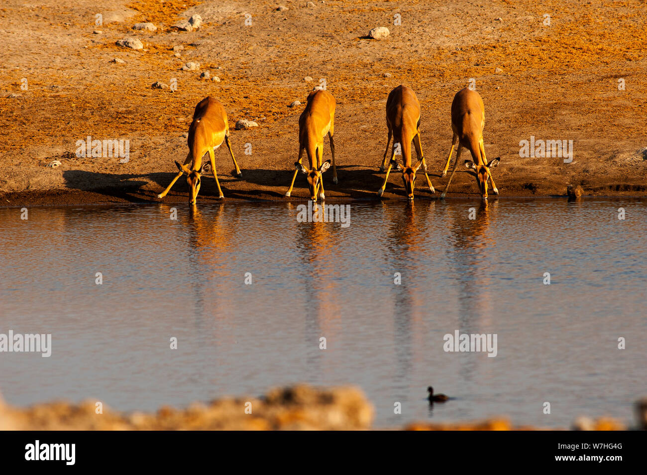 Drinking impala hi-res stock photography and images - Alamy