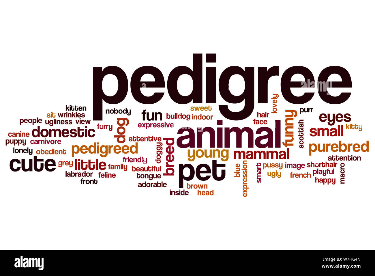 Pedigree word cloud concept Stock Photo - Alamy