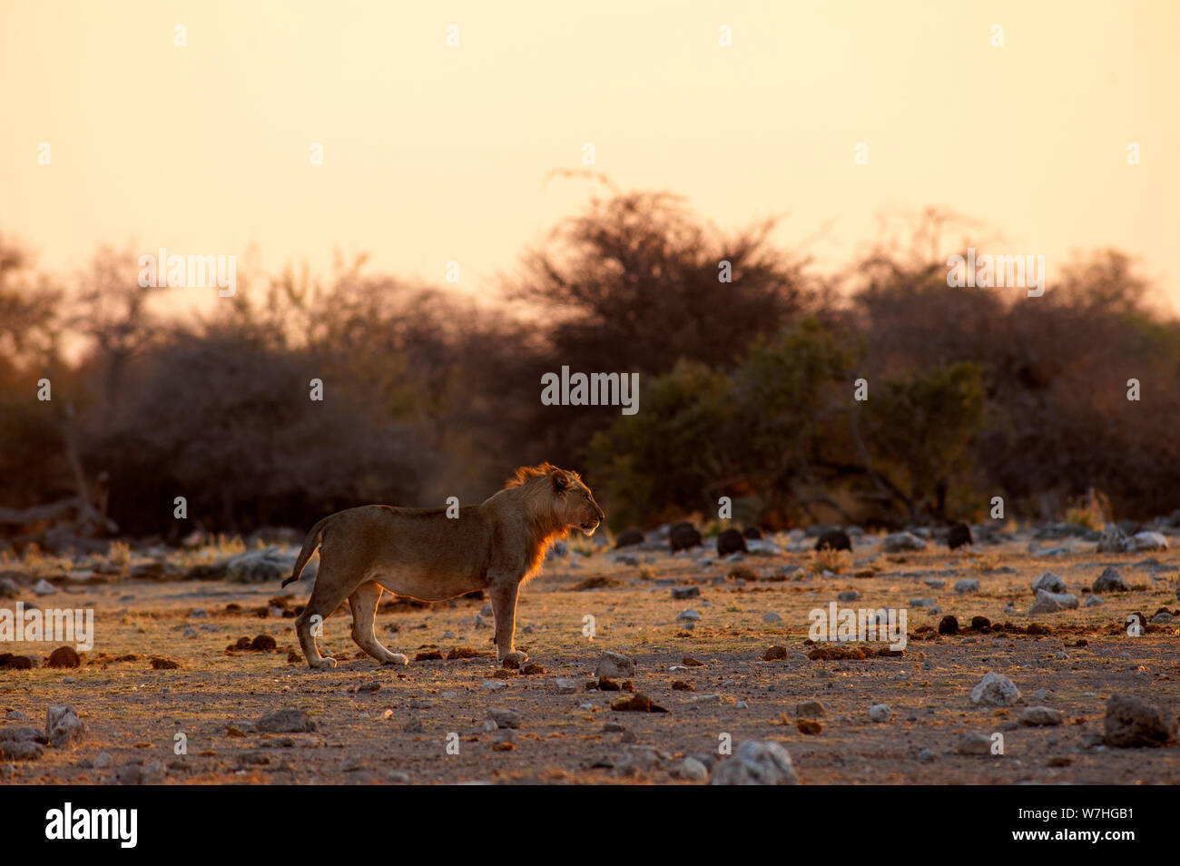 Young animal at the waterhole hi-res stock photography and images - Alamy
