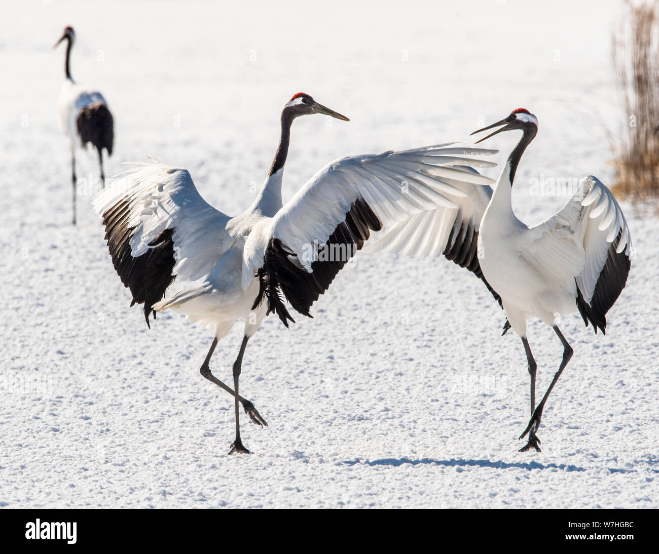 Dancing Cranes. The ritual marriage dance of cranes. The red-crowned ...