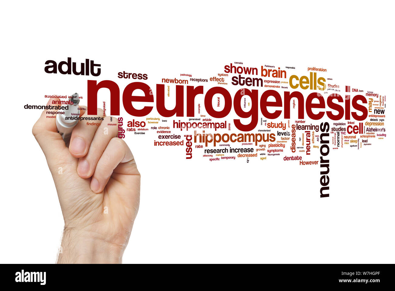 Neurogenesis word cloud Stock Photo - Alamy