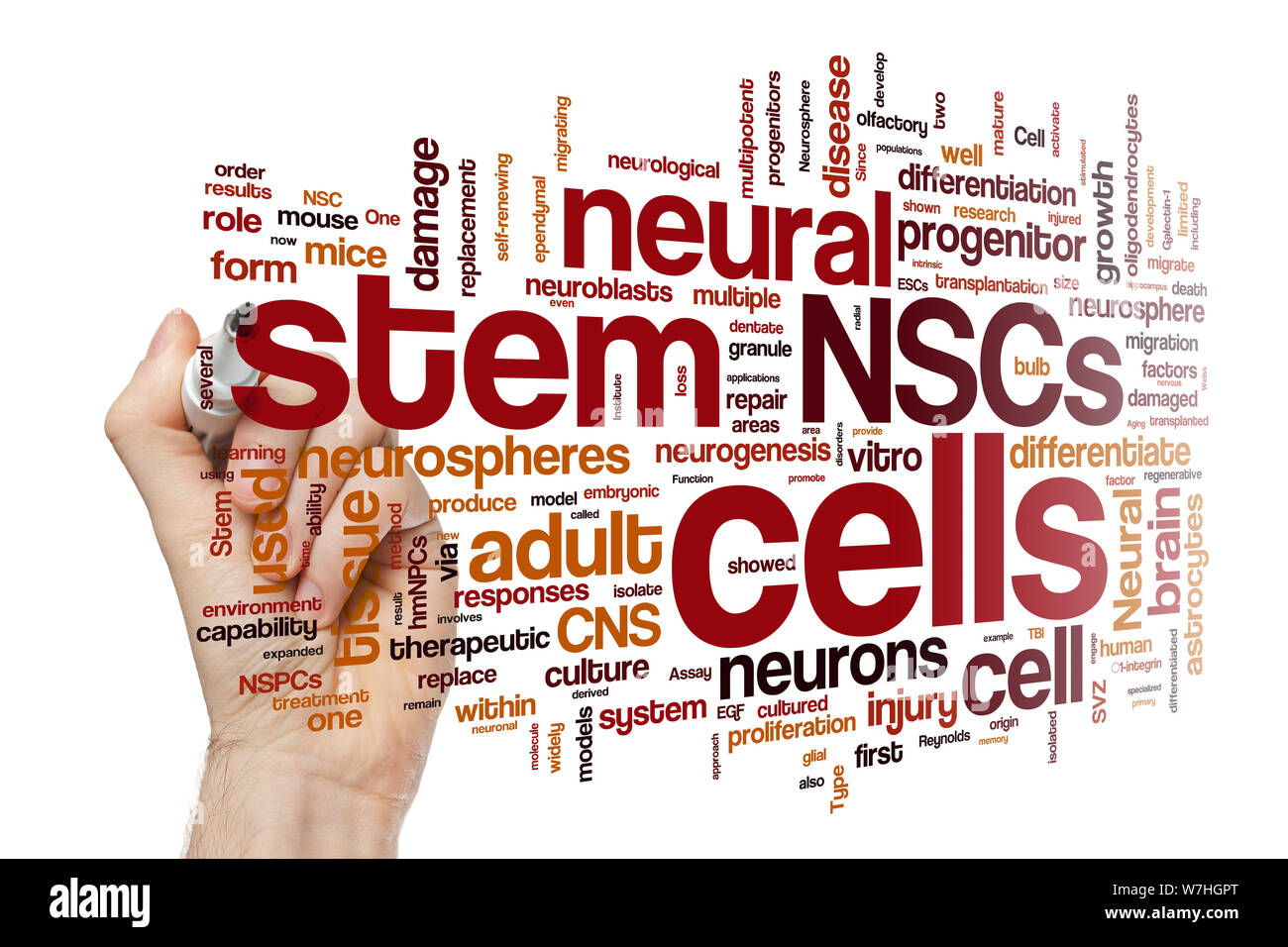 Neural stem cells word cloud Stock Photo - Alamy