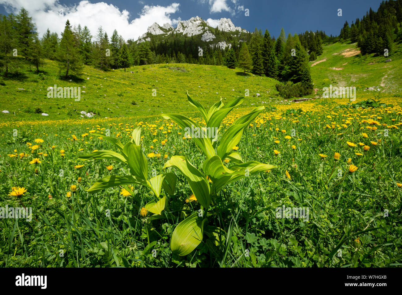 Zelenica above Ljubelj in Slovenia. Karavanke alps in summer with wild ...
