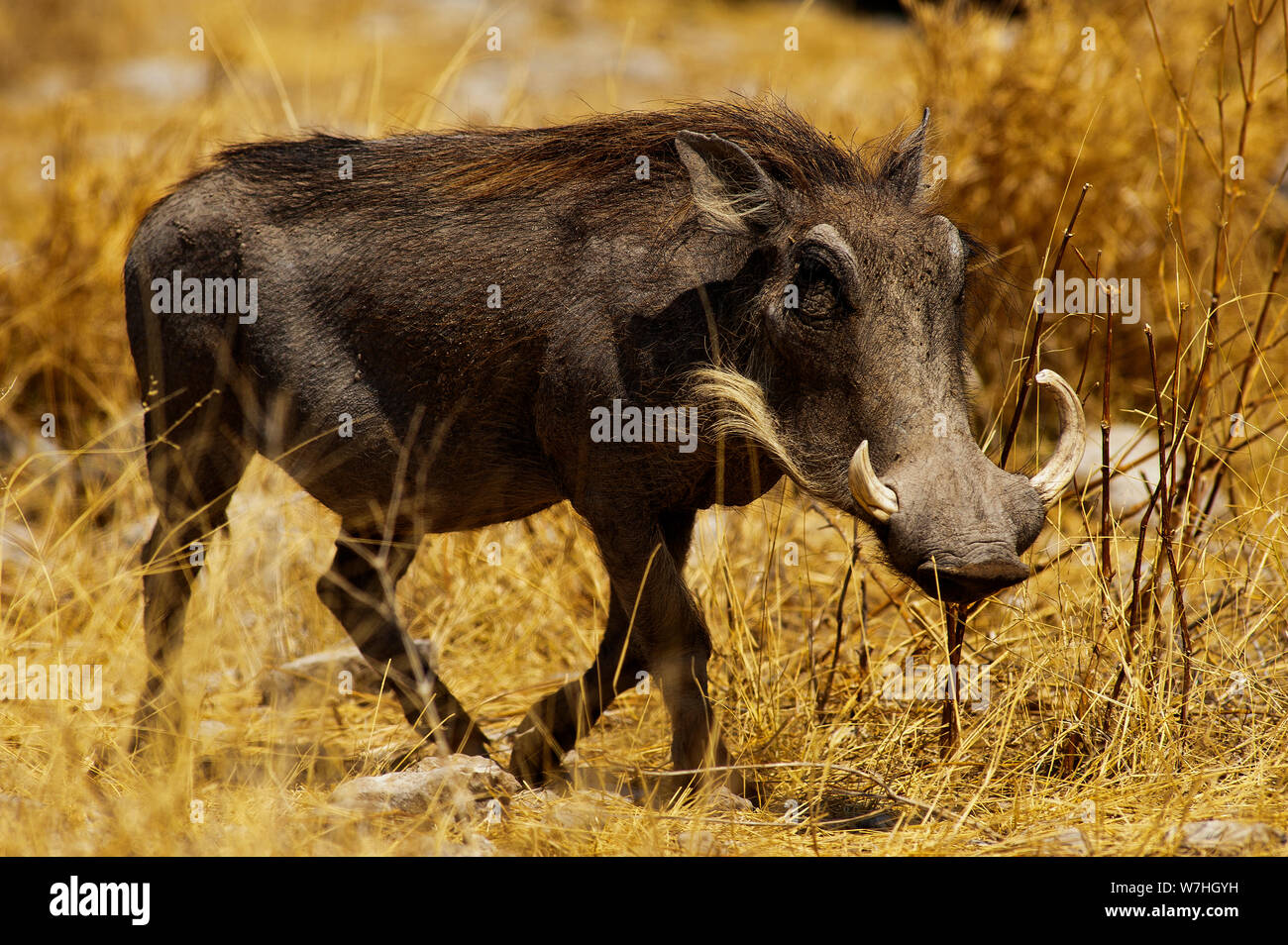 Namibia warthog travel hi-res stock photography and images - Alamy