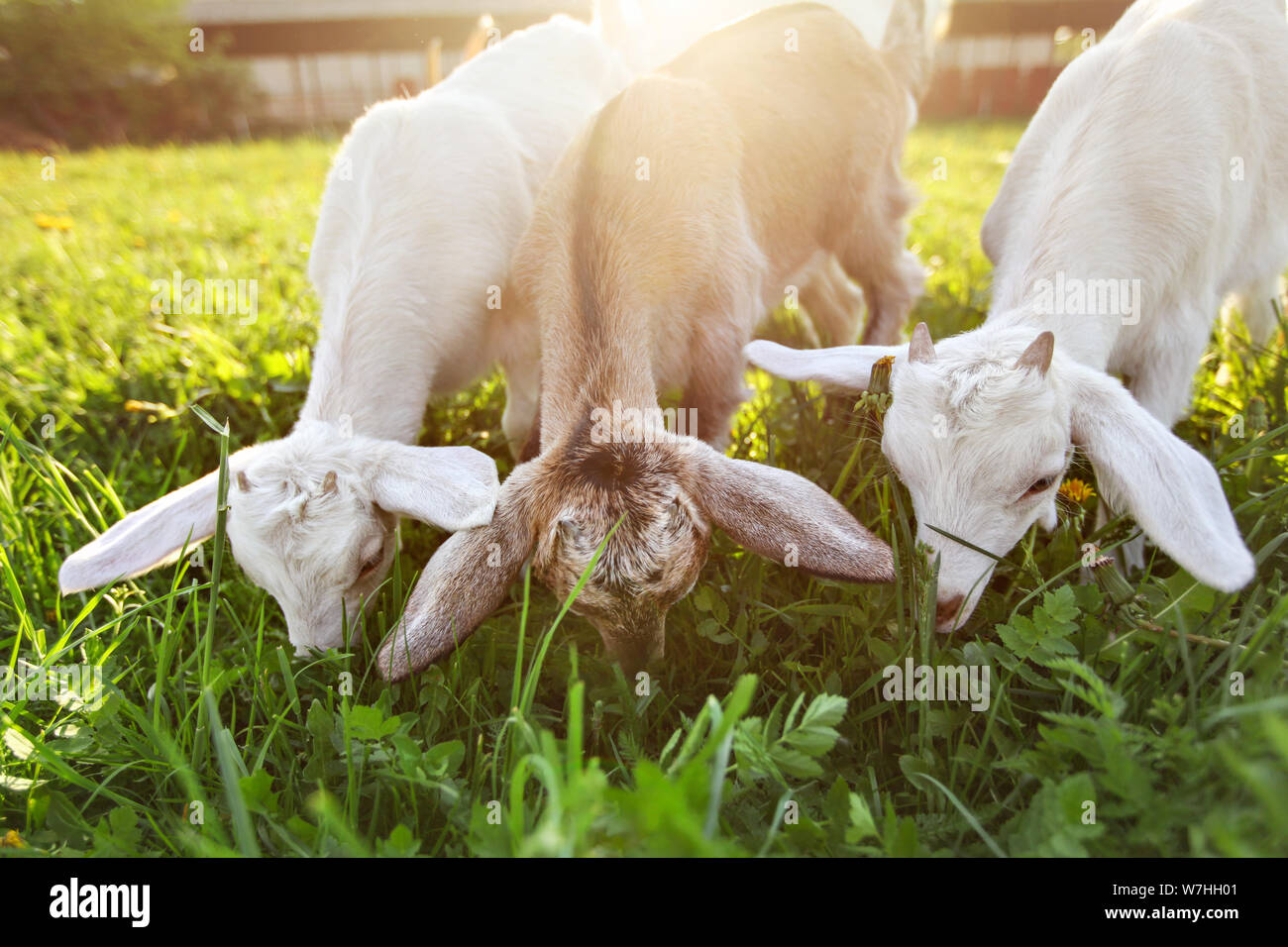 White and light brown goat hi-res stock photography and images - Alamy