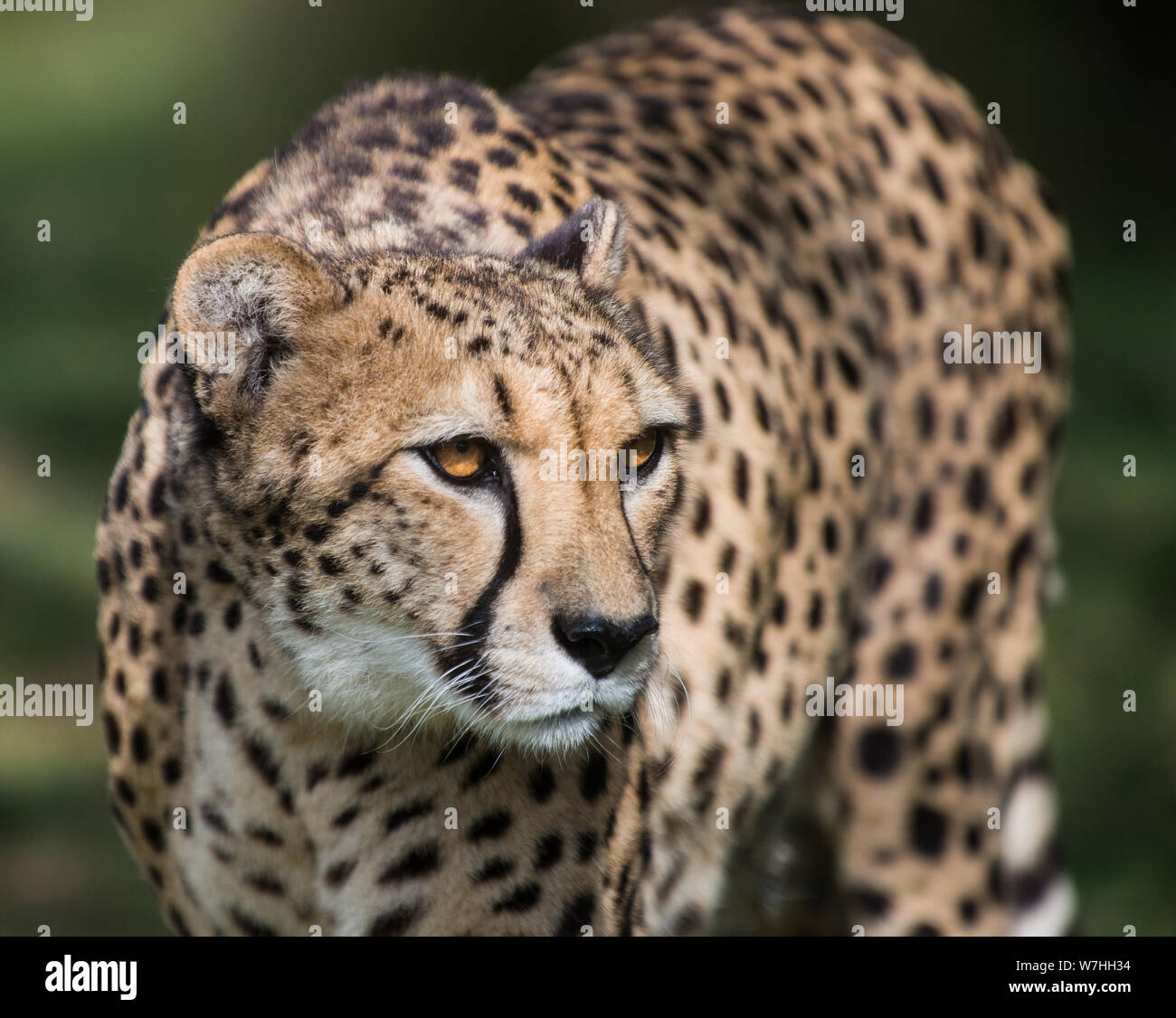 Front on view of Cheetah walking Stock Photo - Alamy