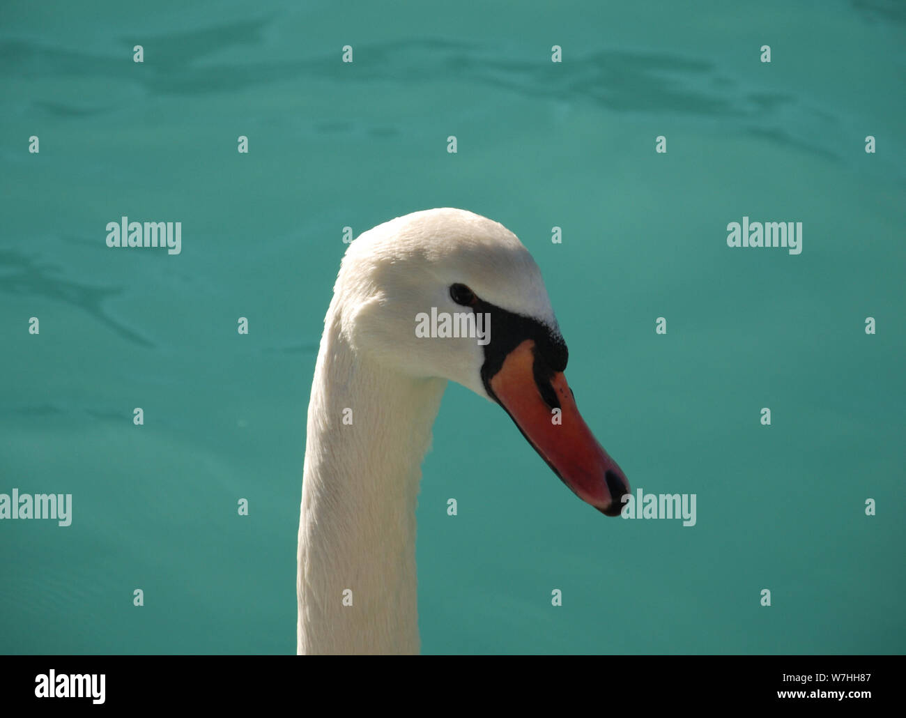 A swan on a river in north east italy Stock Photo - Alamy