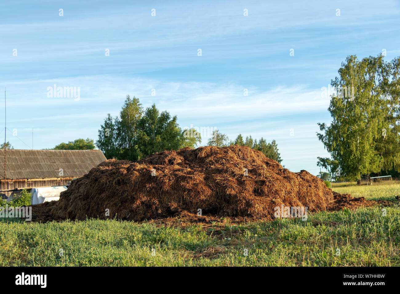 Close up cow dung in hi-res stock photography and images - Alamy