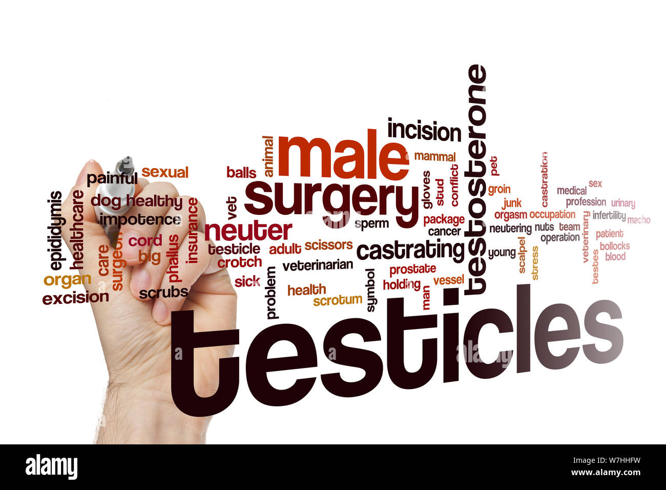 Testicles word cloud Stock Photo - Alamy