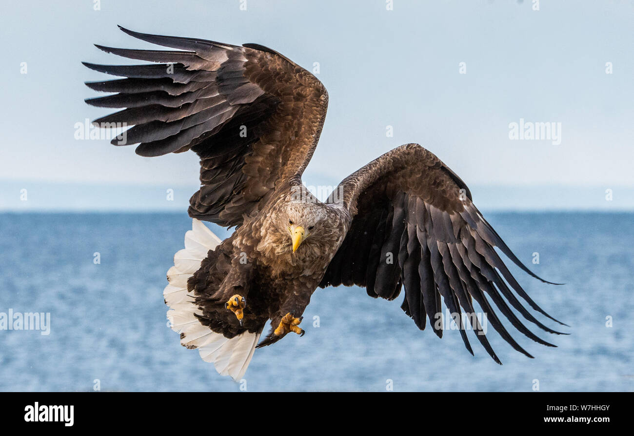 White-tailed sea eagle spreading wings. Scientific name: Haliaeetus ...