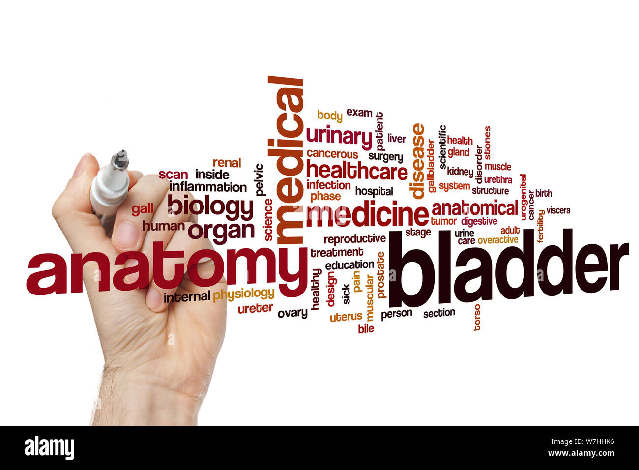 Bladder word cloud concept Stock Photo - Alamy