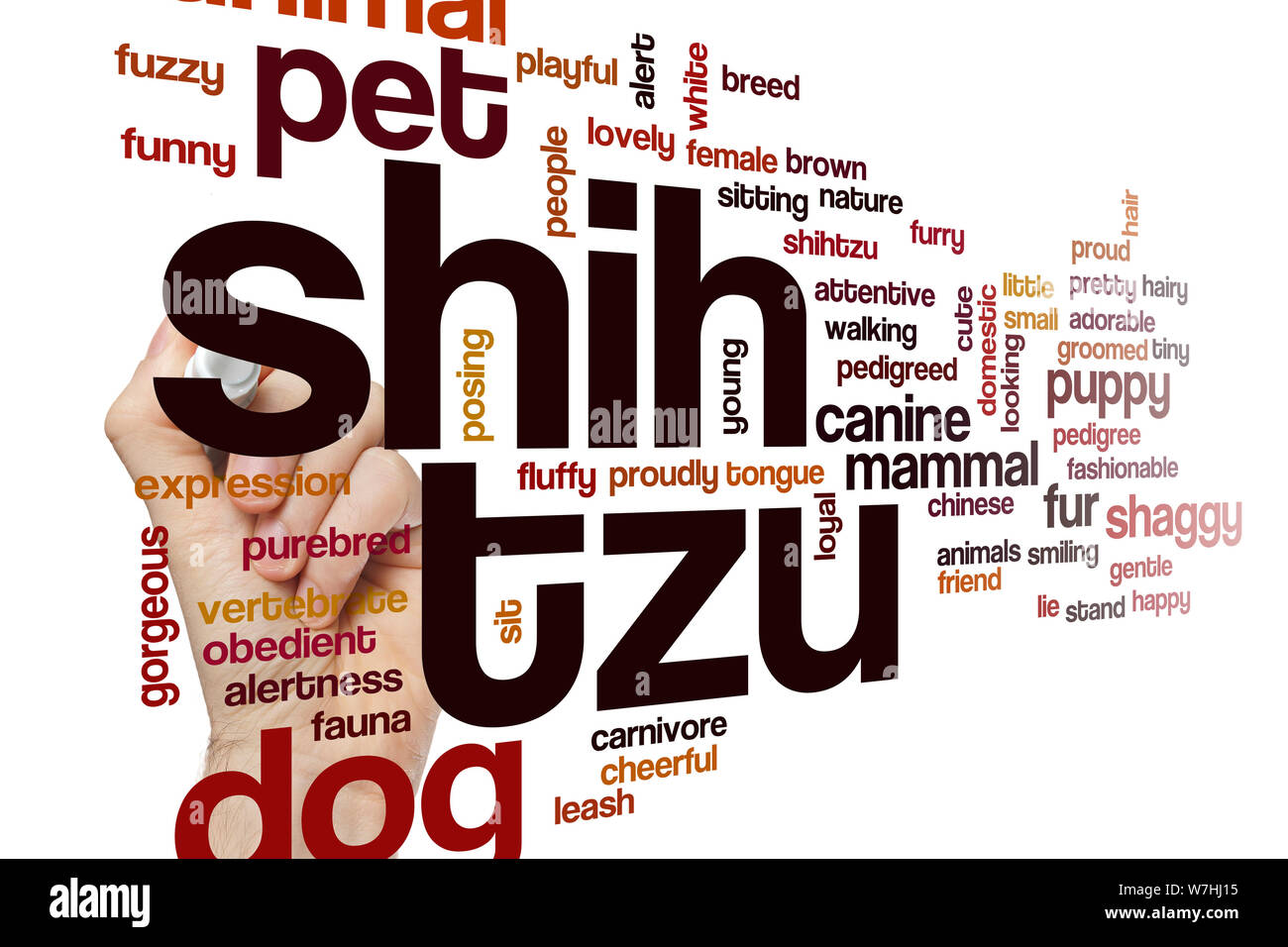 Little adorable shih tzu dog Cut Out Stock Images & Pictures - Alamy