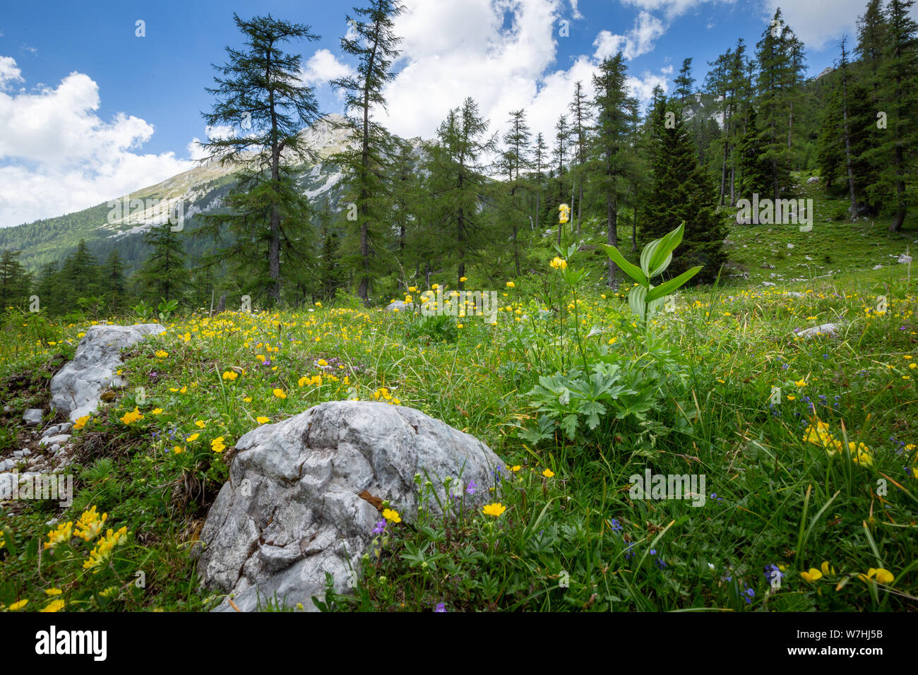Zelenica above Ljubelj in Slovenia. Karavanke alps in summer with wild ...