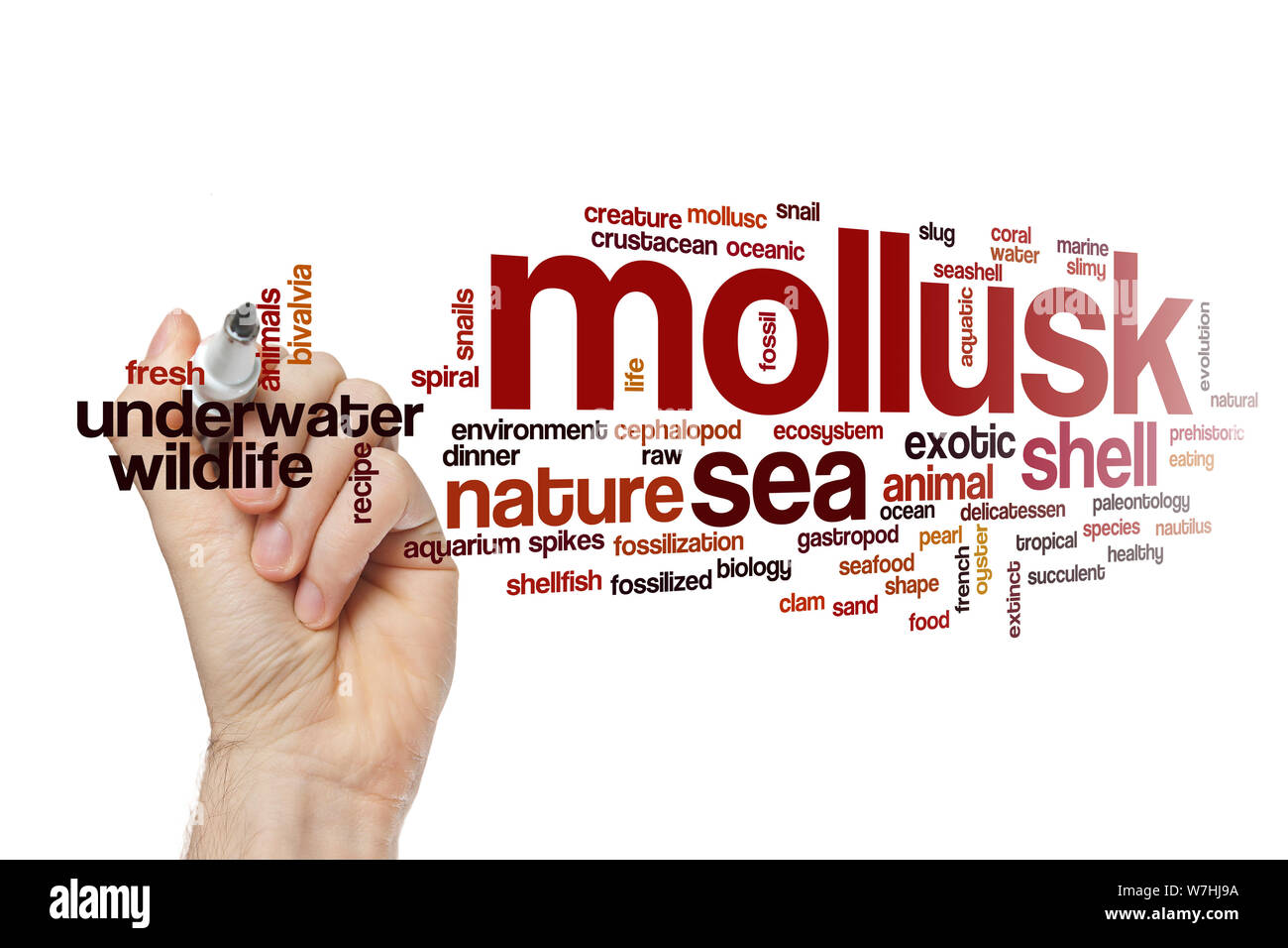 Mollusk word cloud Stock Photo - Alamy