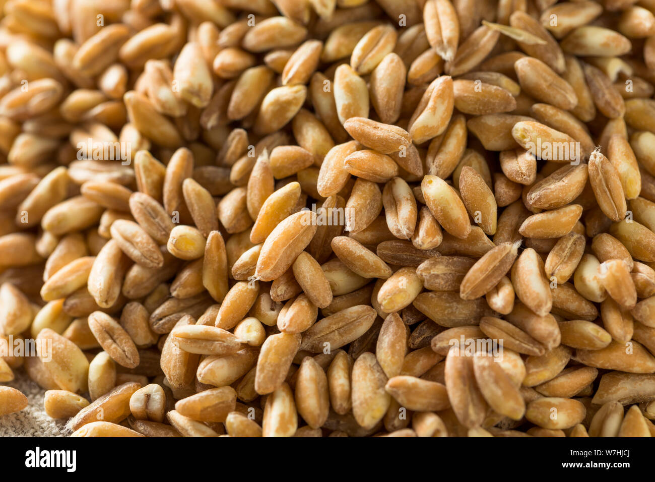 Farro grain hi-res stock photography and images - Alamy