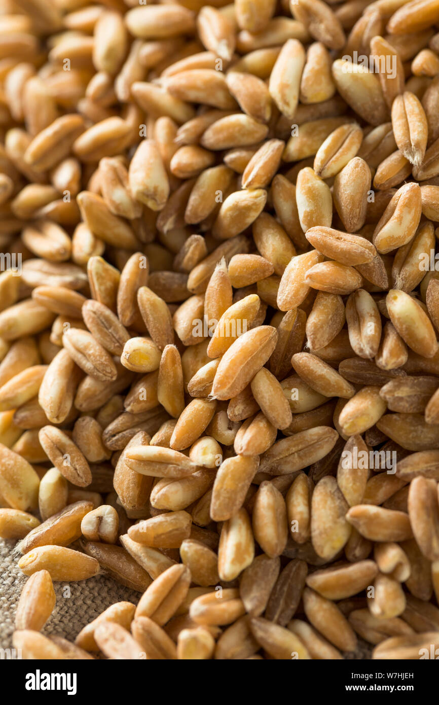 Farro grain hi-res stock photography and images - Alamy