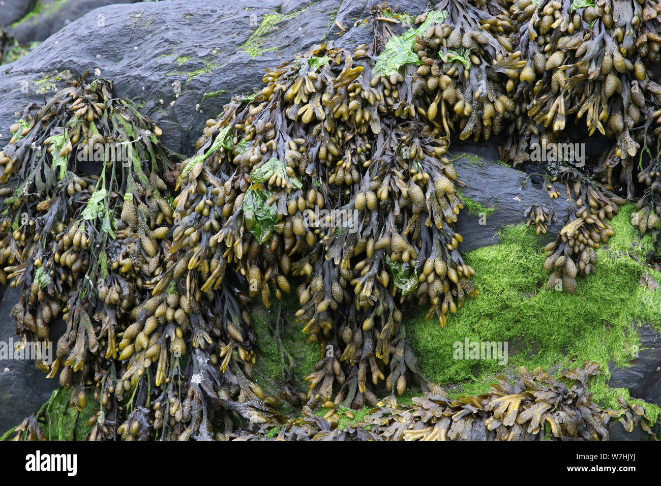 fresh wet seaweed on the rocks Stock Photo - Alamy