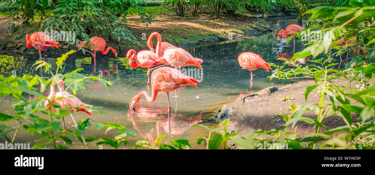 Beautiful view flock flamingos hi-res stock photography and images - Alamy