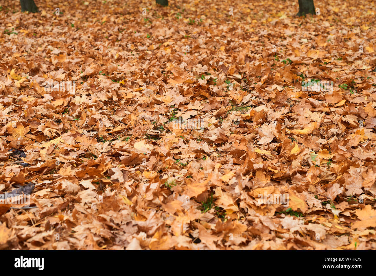 Autumn trees in city park, beautiful nature, fall season, yellow leaves ...