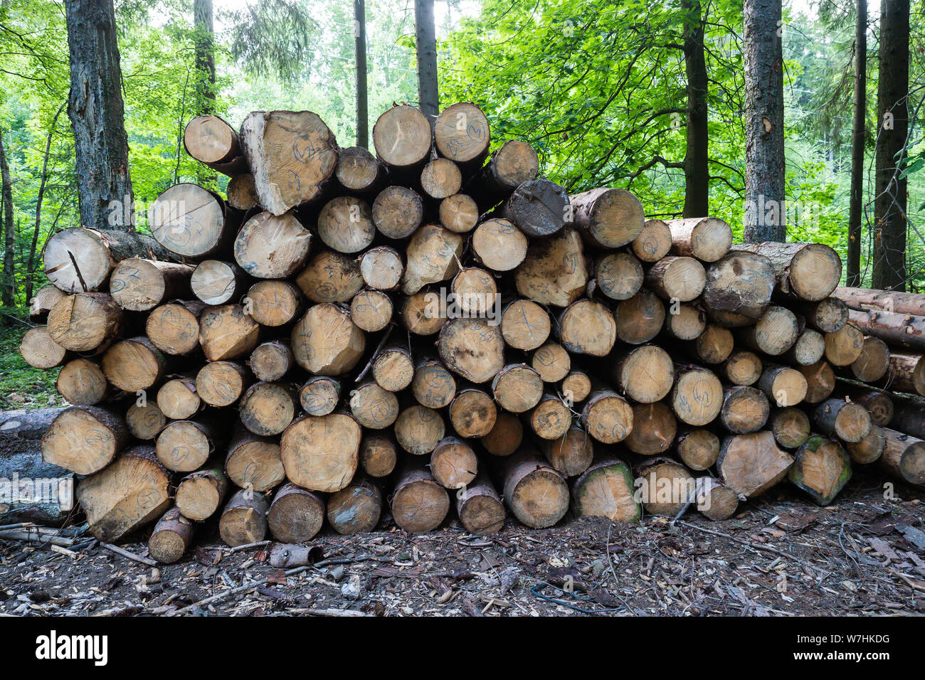 Pile of wood. A view of huge stacks of logs Stock Photo - Alamy