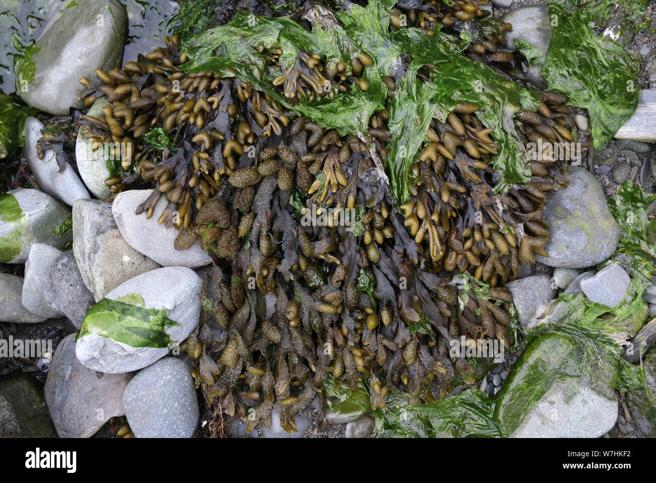 fresh wet seaweed on the rocks Stock Photo - Alamy