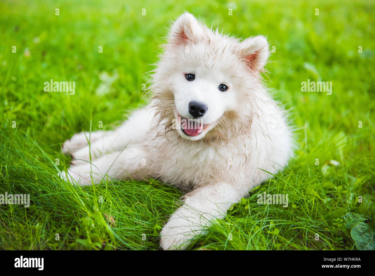 Funny Samoyed puppy dog muzzle in the garden on the green grass Stock ...