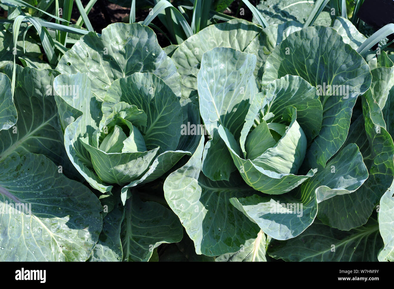 cabbage trees view from top in garden Stock Photo - Alamy