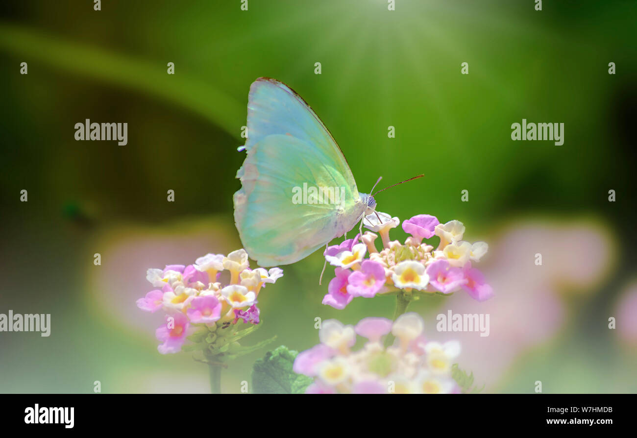 Green butterfly on Perfect pink flowers and fresh colorful of ...