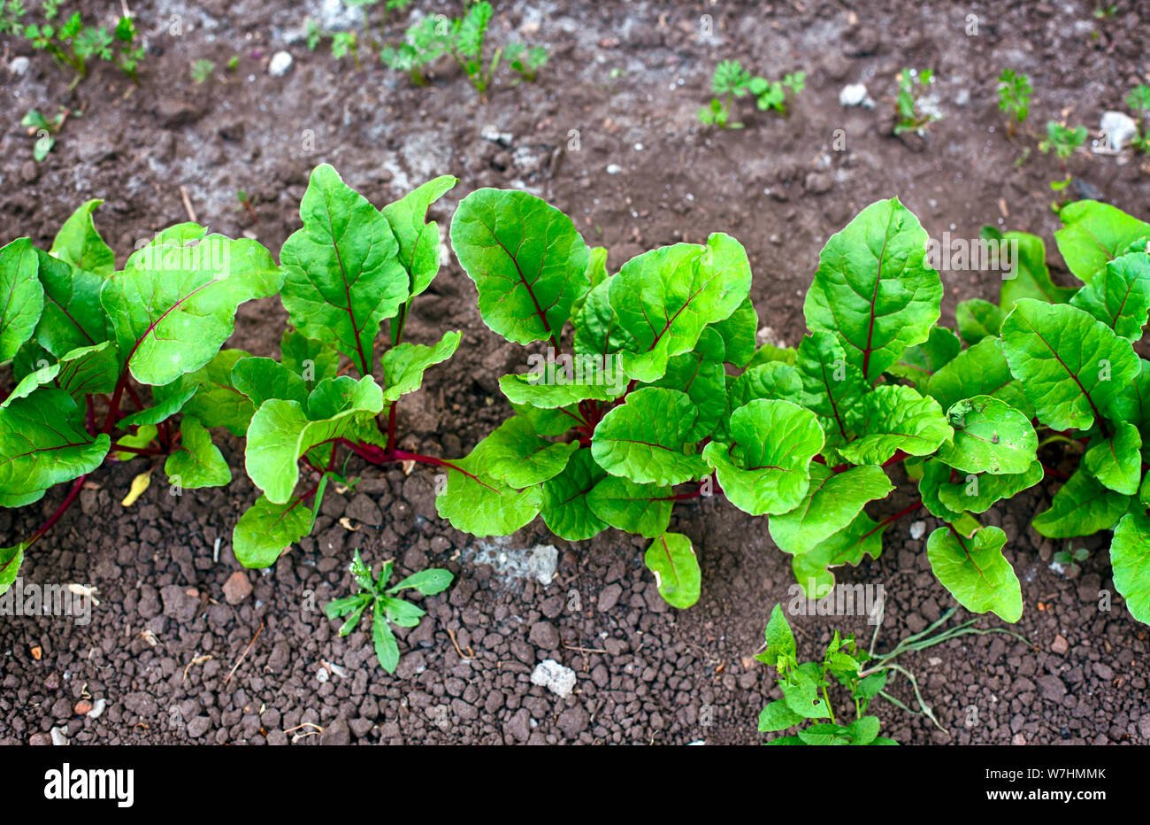 Young beets hi-res stock photography and images - Alamy