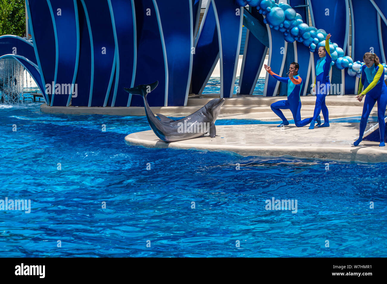 Orlando, Florida. July 29, 2019. Coaches watching as dolphin comes out ...