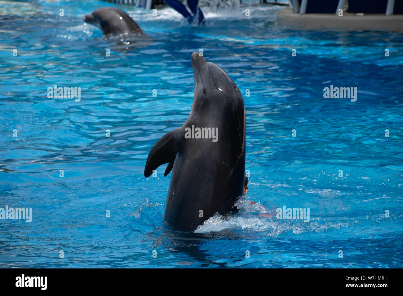 Orlando, Florida. July 29, 2019. Nice dolphin dancing in Dolphin Days ...