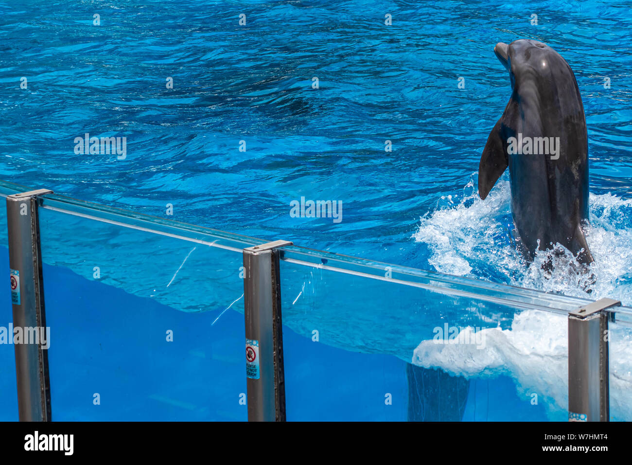 Orlando, Florida. July 29, 2019. Nice dolphin dancing in Dolphin Days ...