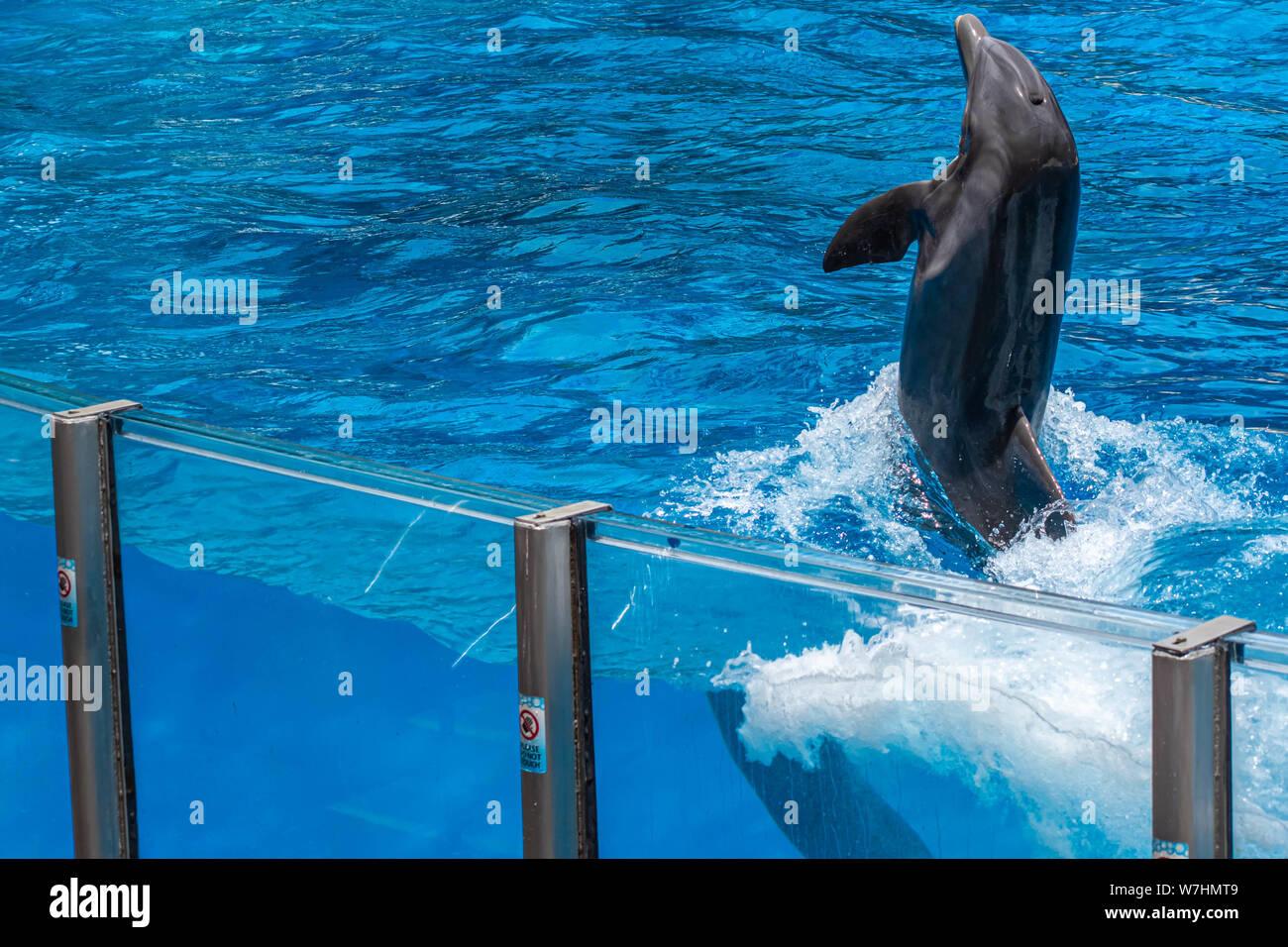 Orlando, Florida. July 29, 2019. Nice dolphin dancing in Dolphin Days ...