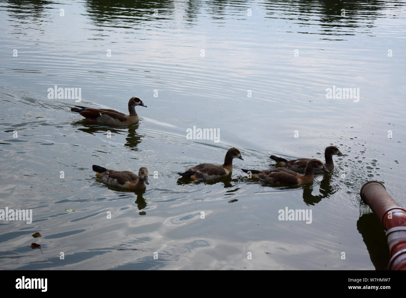 Feeding a swimming duck family on a pond in Europe Stock Photo - Alamy