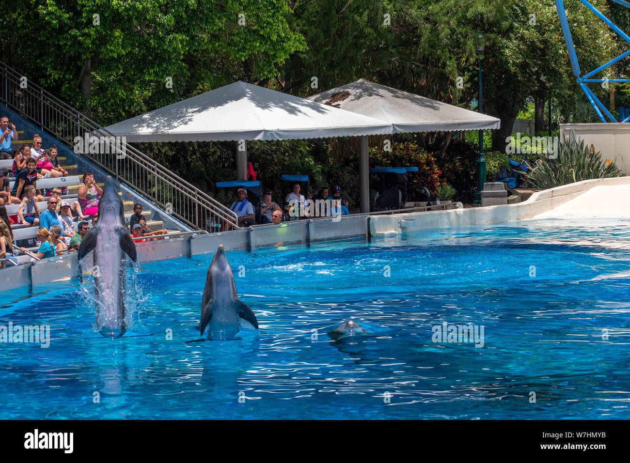 Orlando, Florida. July 29, 2019. Dolphins coming out of the water in ...