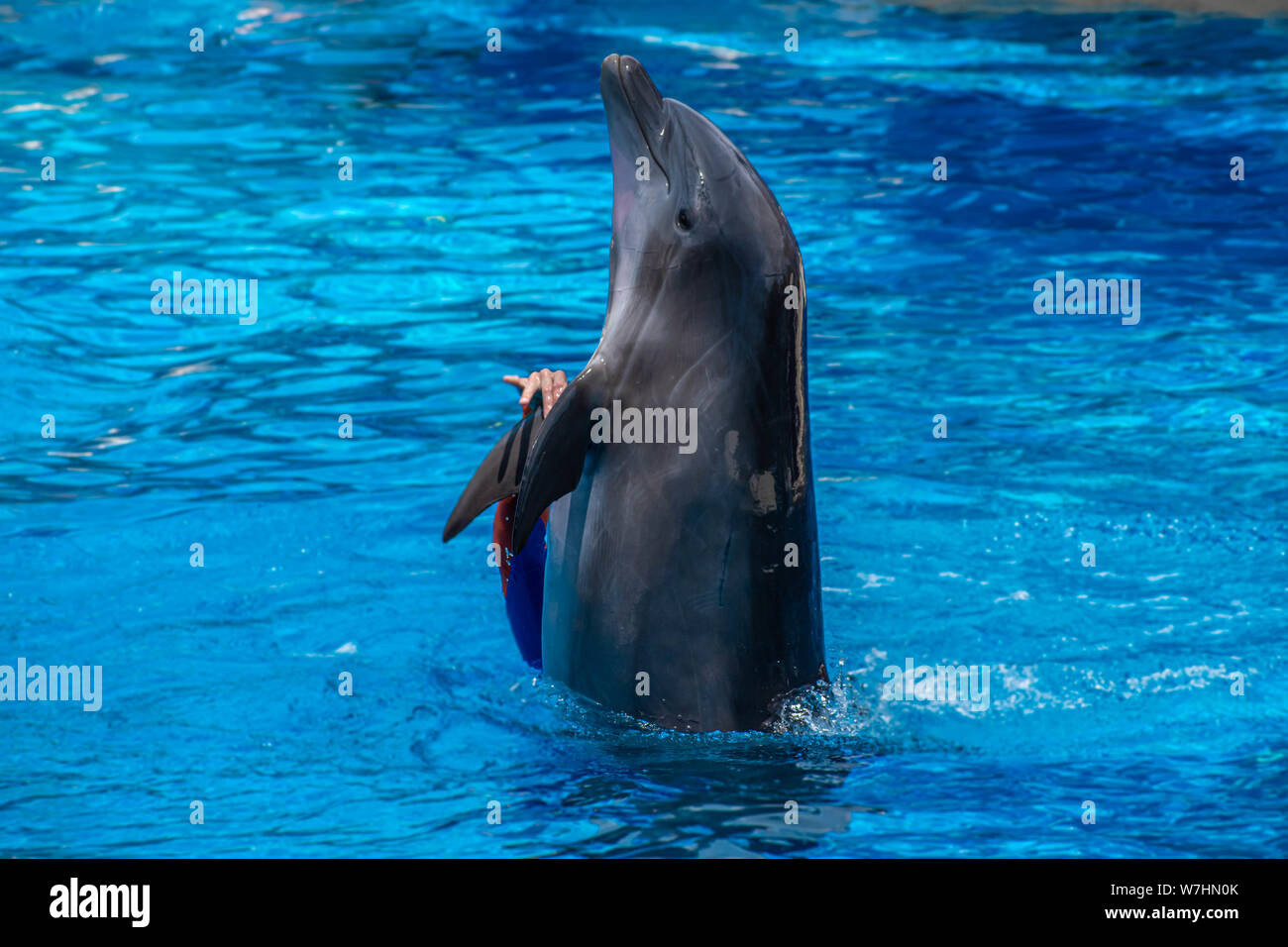 Orlando, Florida. July 29, 2019. Nice dolphin dancing in Dolphin Days ...