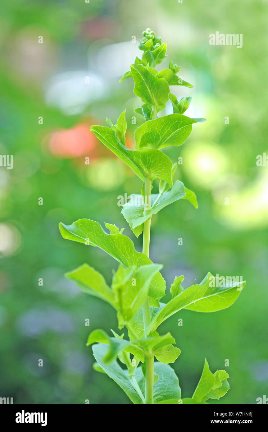 lettuce tree with flowers in garden Stock Photo - Alamy