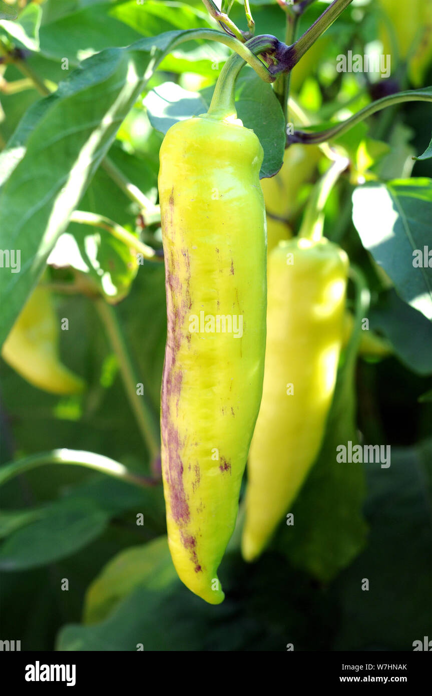Mexican pepper on its tree in garden Stock Photo - Alamy