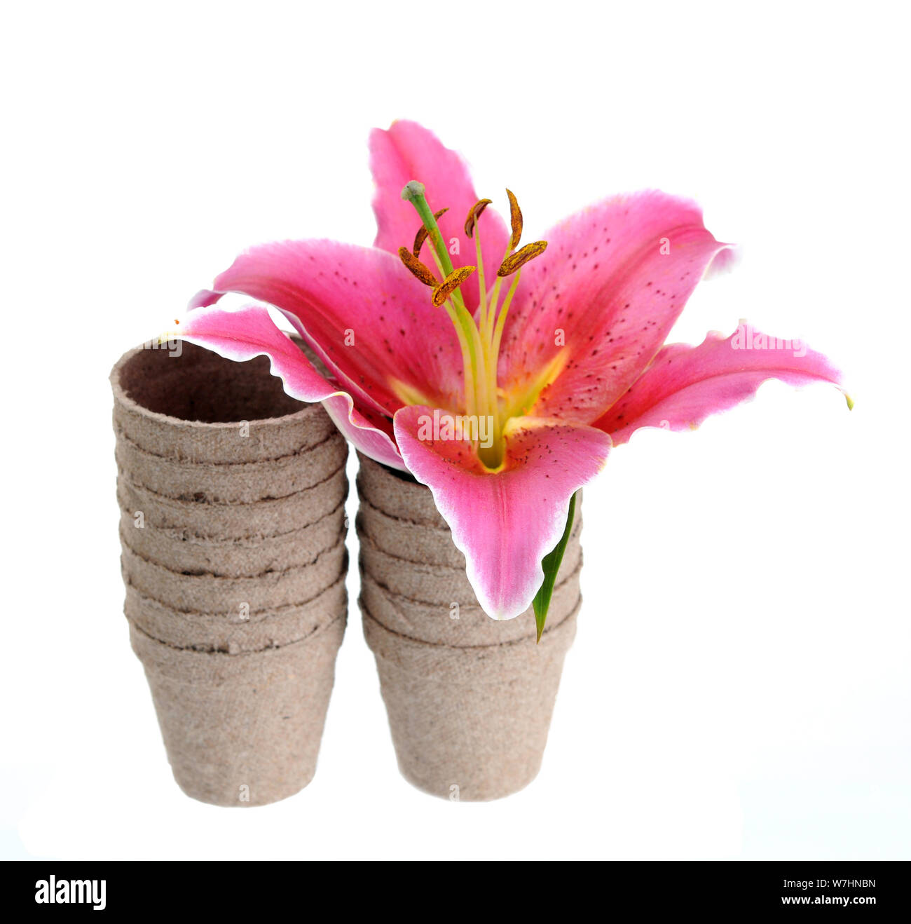 two carton vases on white Stock Photo - Alamy