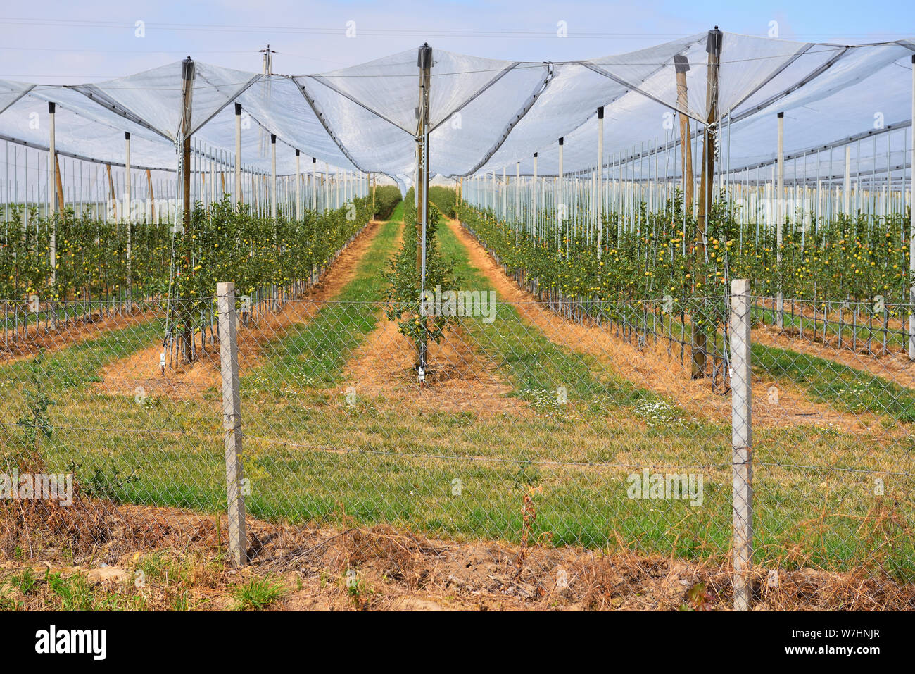 Polish orchard hi-res stock photography and images - Alamy