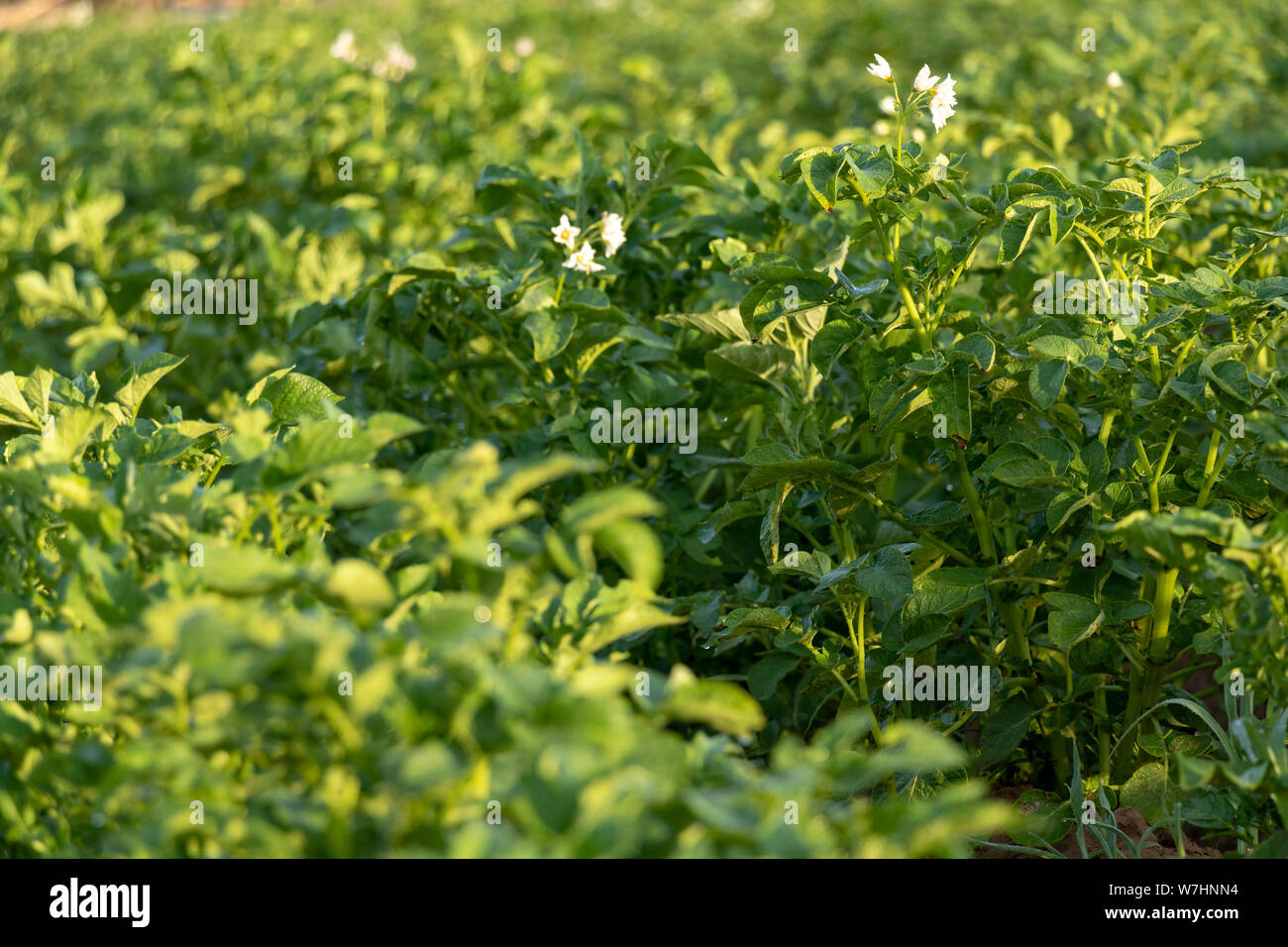 Potato plant field: Agricultural landscape with vegetable plantations ...